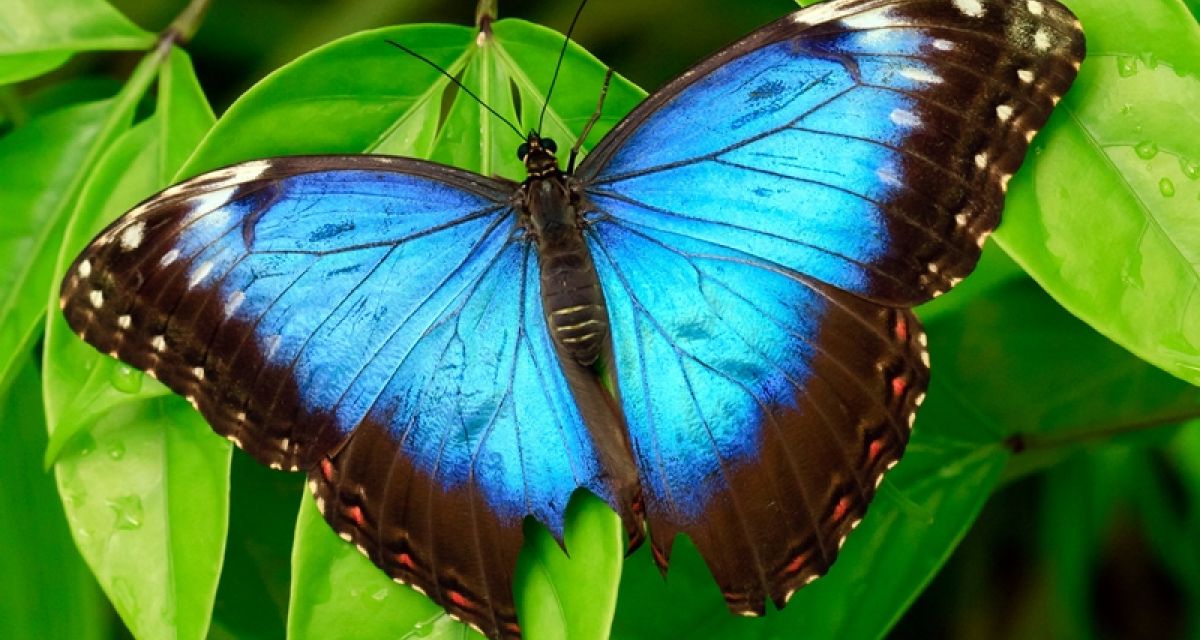 La mariposa azul