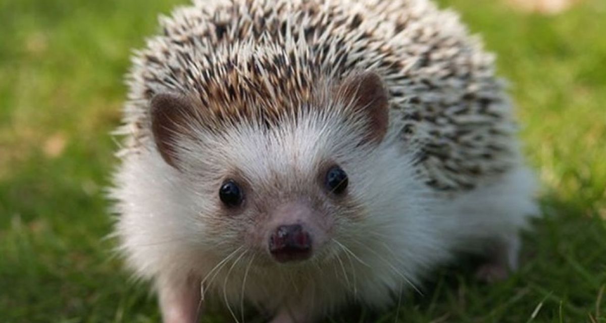 La fábula del puercoespín